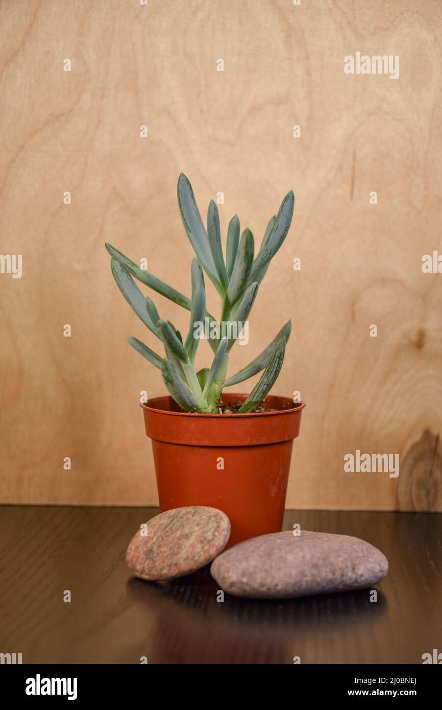 Narrow-leaf Chalk Sticks (Curio talinoides) plant in a pot indoors with ...