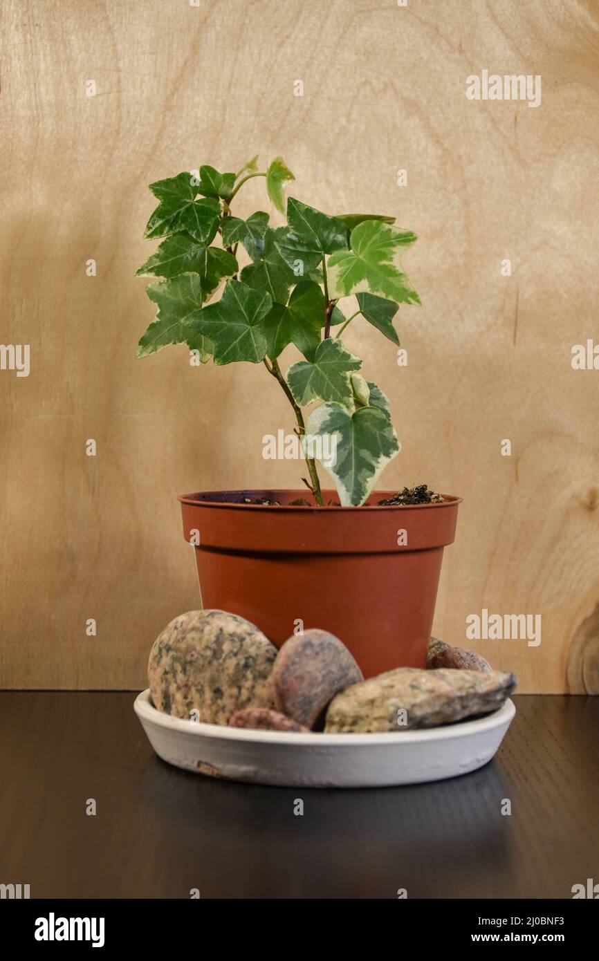 Hedera helix glacier common ivy plant in a pot with rocks indoors, wood ...