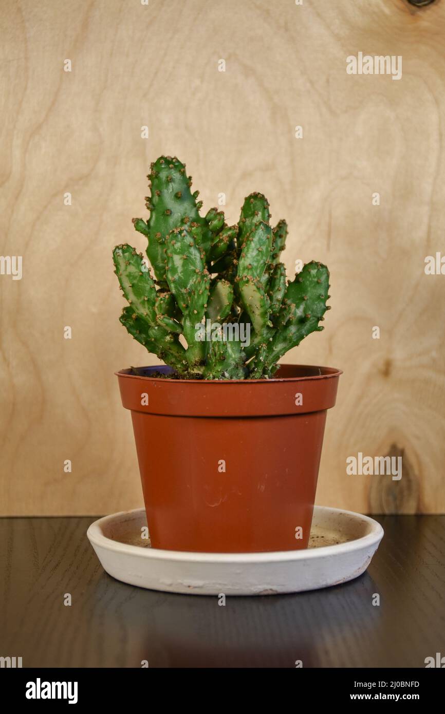 Small Drooping prickly pear (Opuntia monacantha) cactus plant in a pot ...