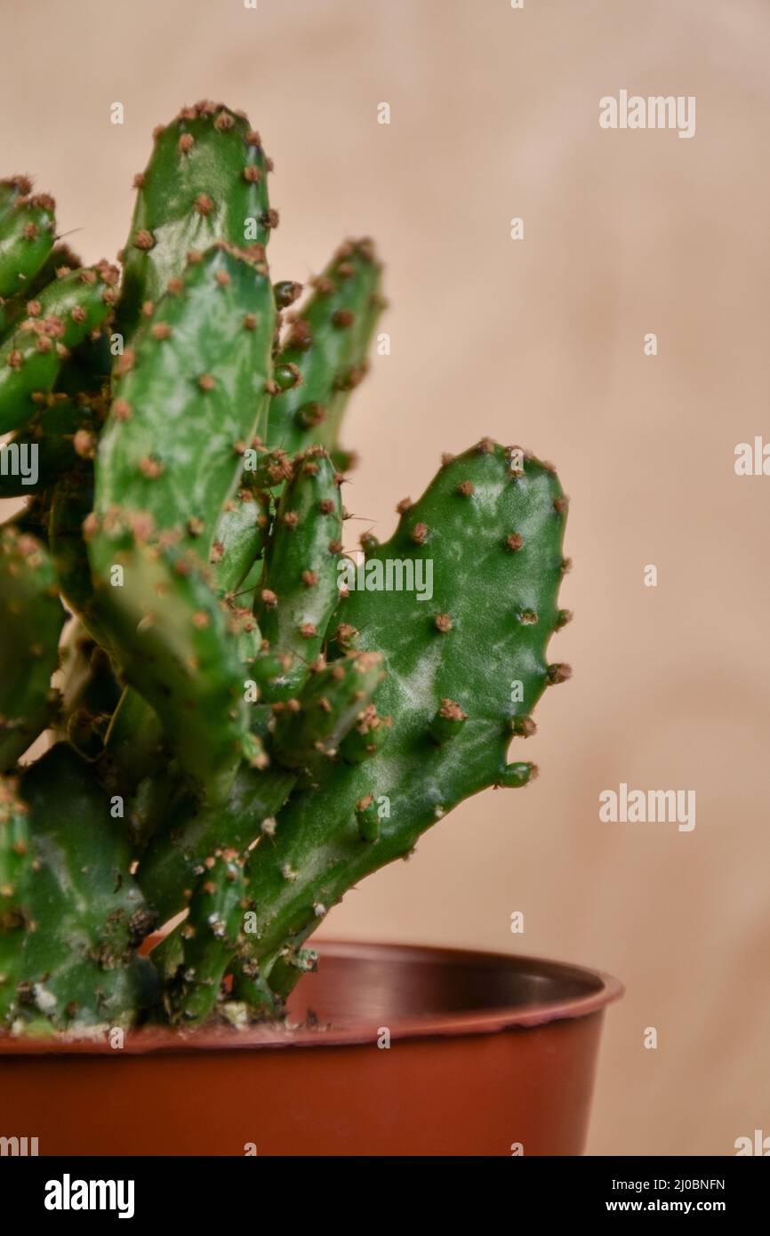 Wallpaper Close up of a small potted Drooping prickly pear (Opuntia ...