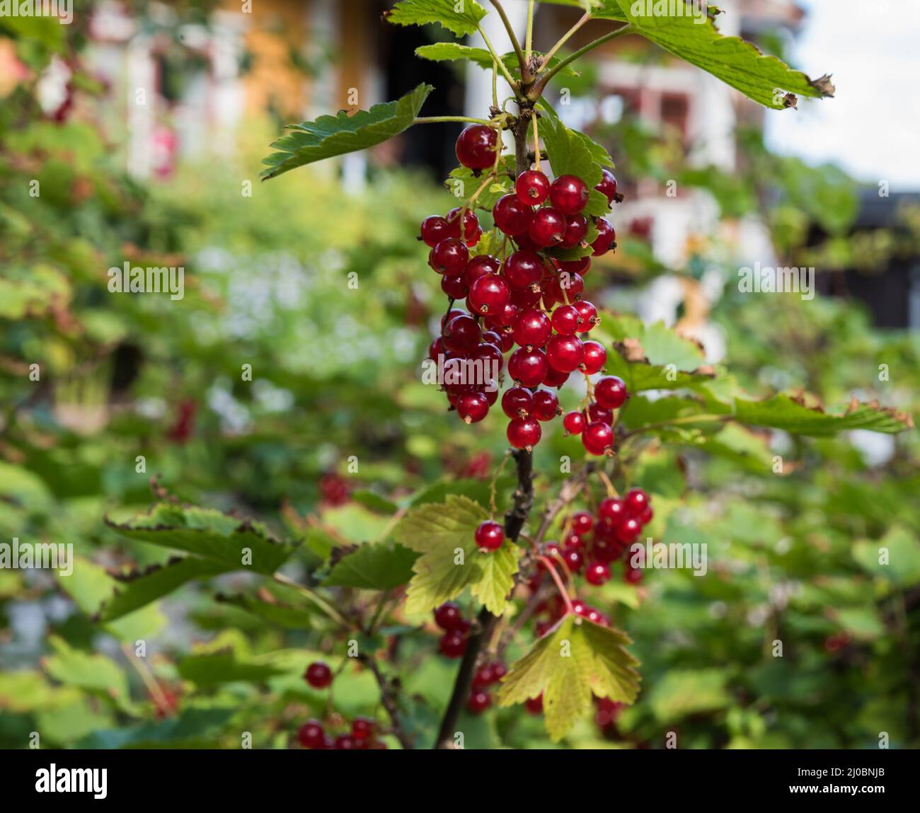 Northern red currant ribes rubrum hi-res stock photography and images ...