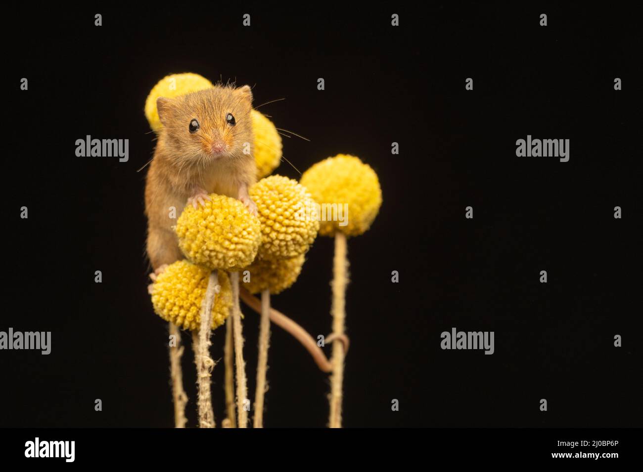 A female Harvest Mouse (Micromys minutus), clambering amongst the ...