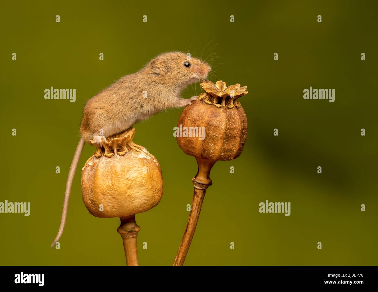 A female Harvest Mouse (Micromys minutus), clambering over the dried ...