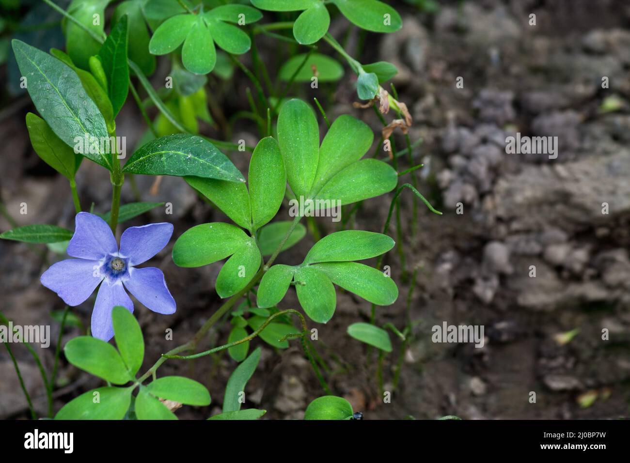Periwinkle flower hi-res stock photography and images - Alamy