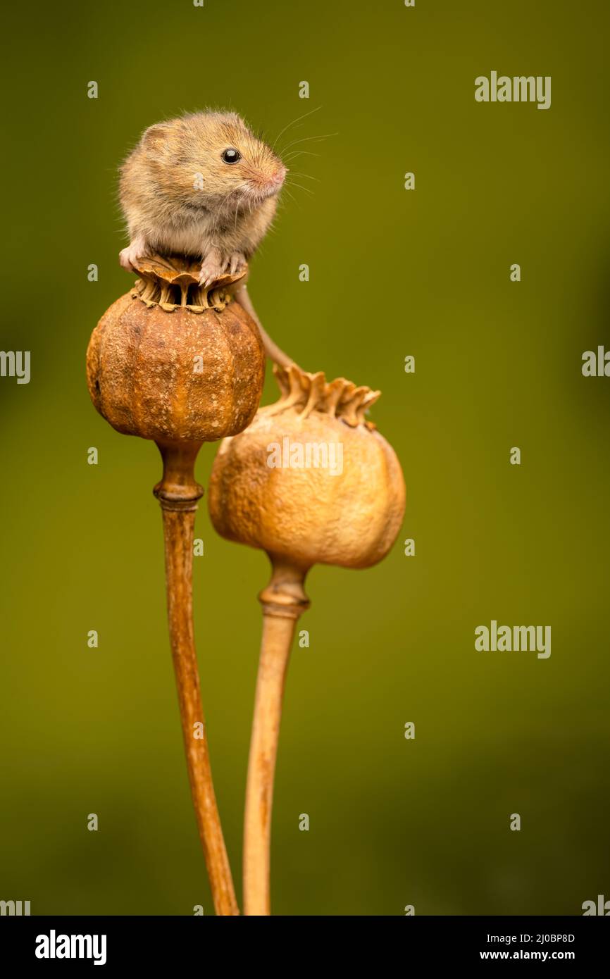 A female Harvest Mouse (Micromys minutus), sitting on the dried seed ...