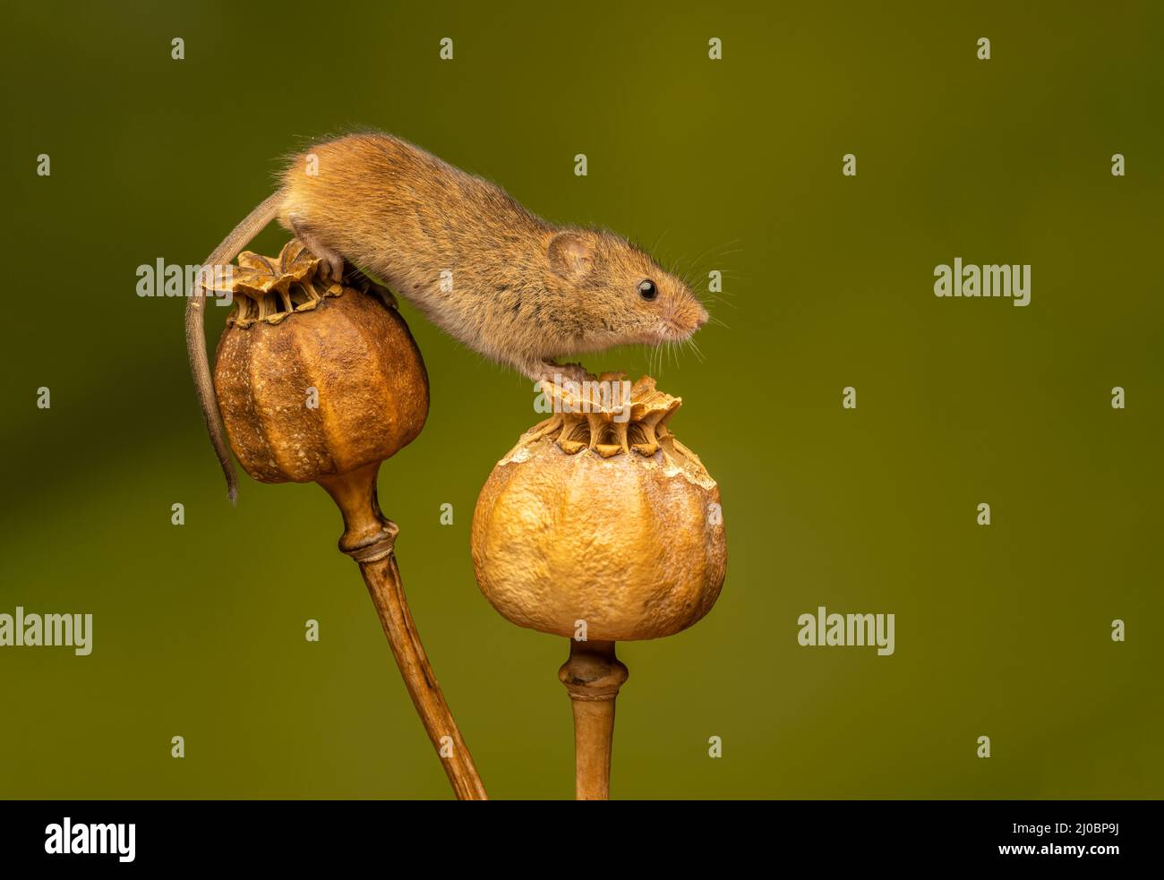 Little native mouse hi-res stock photography and images - Alamy