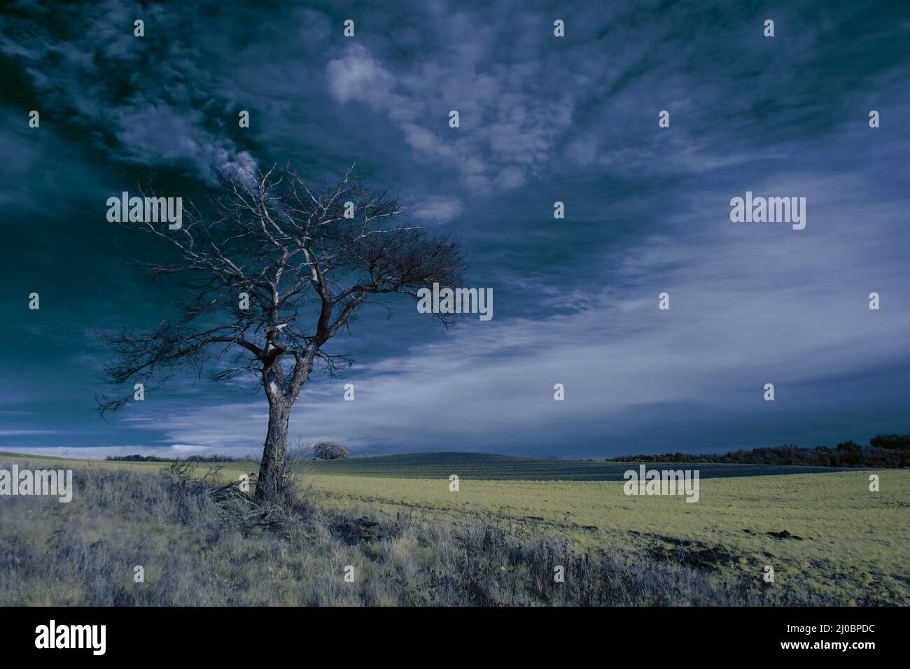 Infrared 720nm landscape with glowing white vegetation, surreal ...