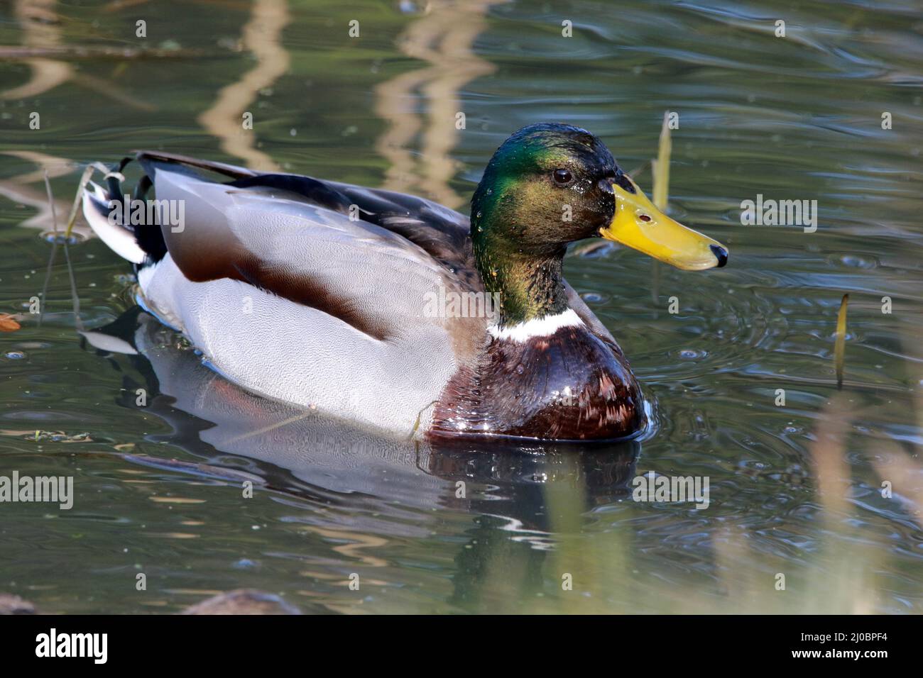 Shallow focus of a Domestic duck swimming Stock Photo - Alamy