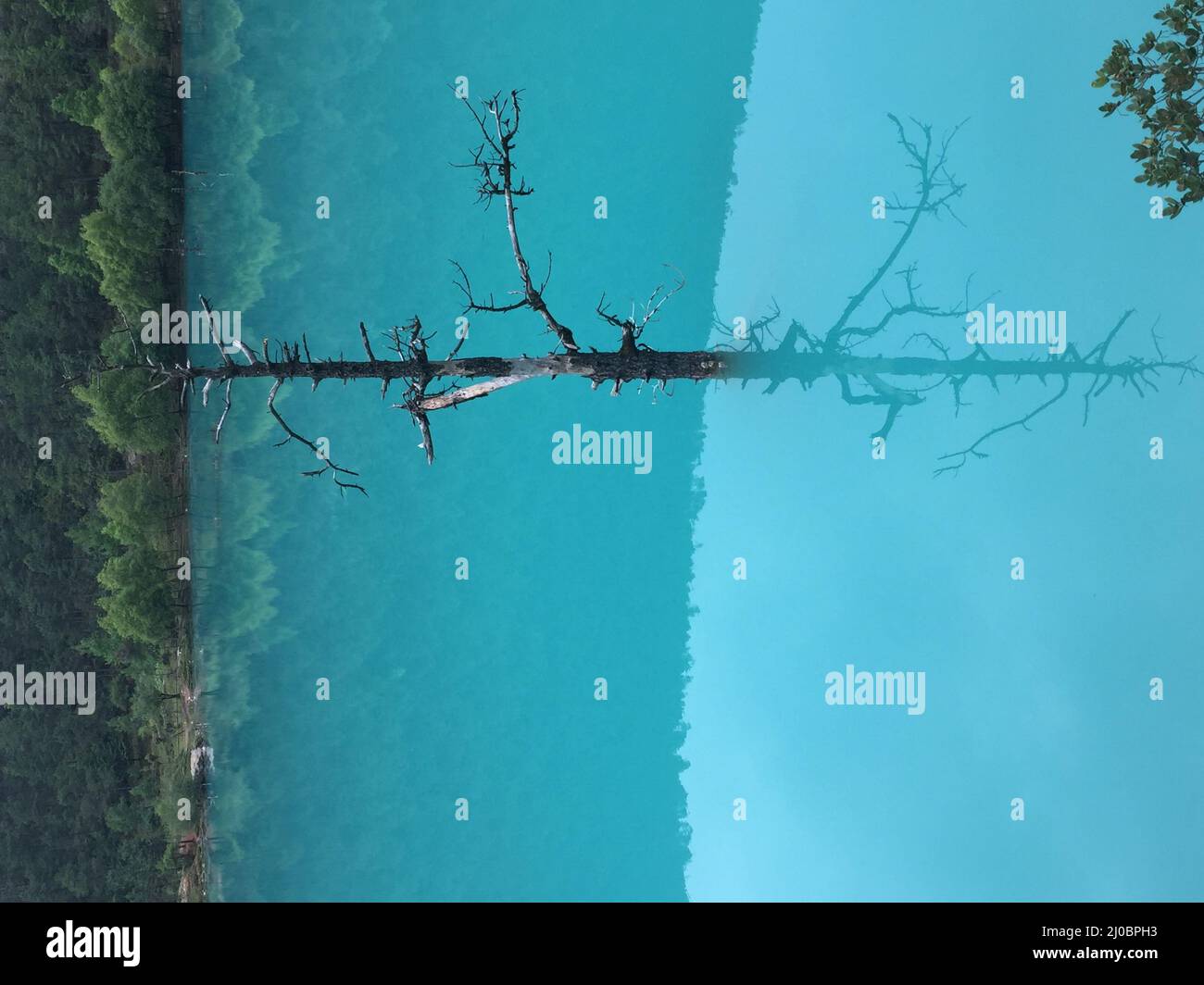 Dry tree on the pond in Blue Moon valley at Lijiang Stock Photo - Alamy