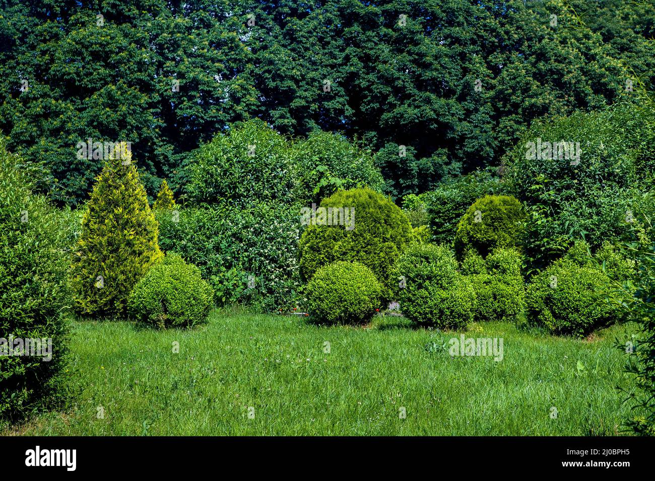 meadow turf lawn with clipped evergreen thuja bushes in topiary ...