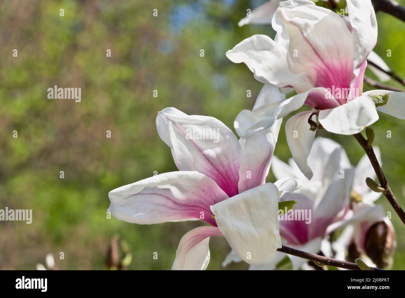 White magnolia garden hi-res stock photography and images - Alamy
