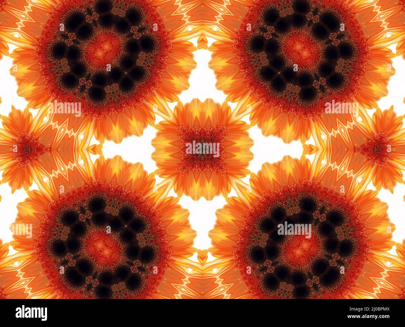 Gerber flower abstract pattern Stock Photo - Alamy