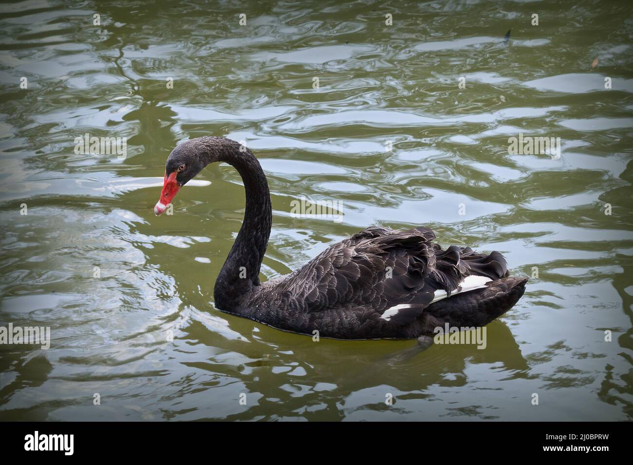 Floating swan hi-res stock photography and images - Alamy