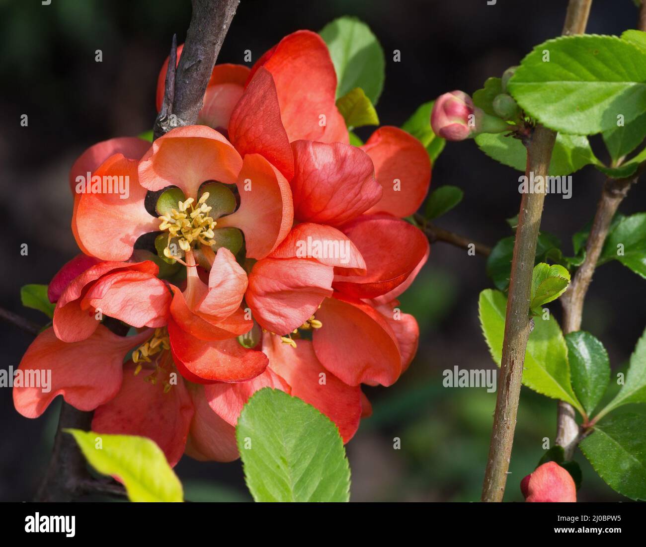 Japanese quince flowers hi-res stock photography and images - Alamy