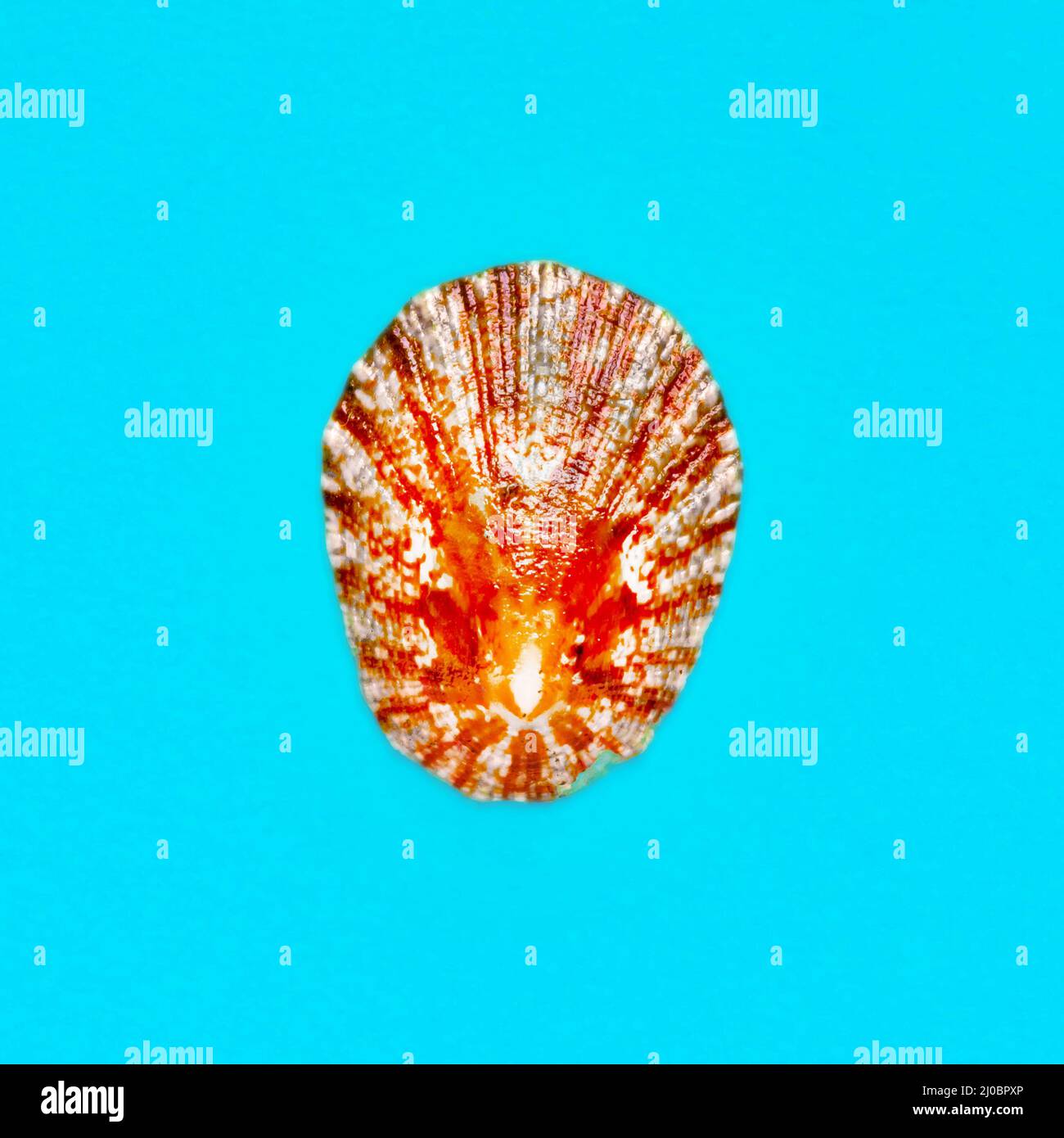 Flat Lay isolated image of a coastal seashell on a light blue ...