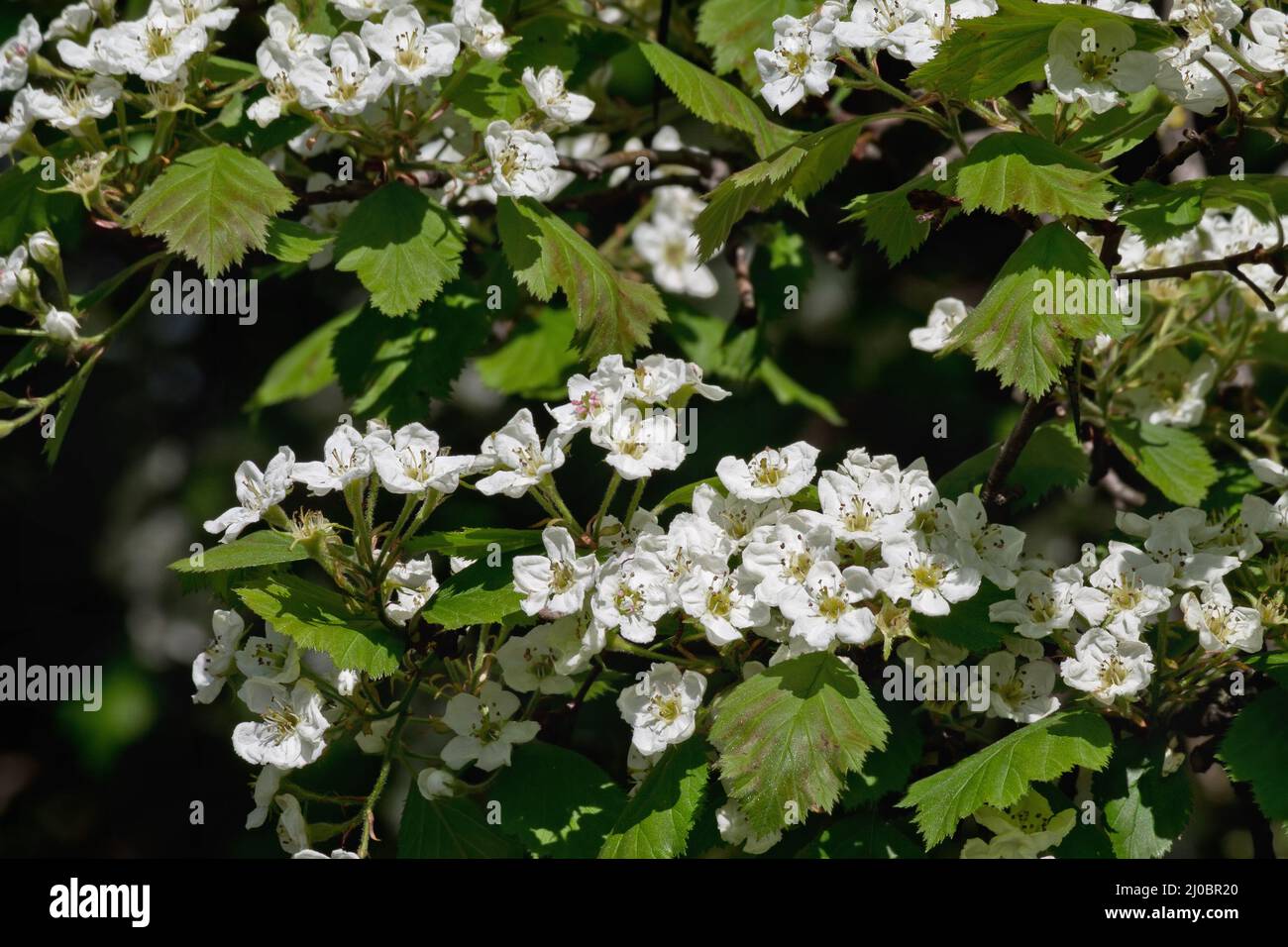 Hawthorn tree garden hi-res stock photography and images - Alamy