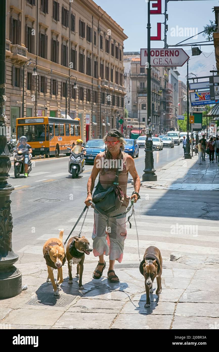 Pitbull walking see hi-res stock photography and images - Alamy