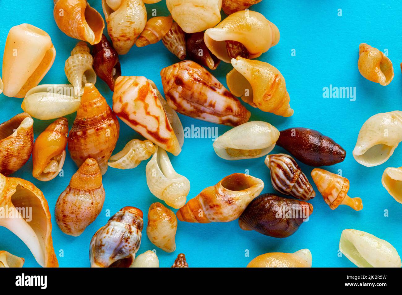 Flat Lay wallpaper background image of coastal seashells on a light ...