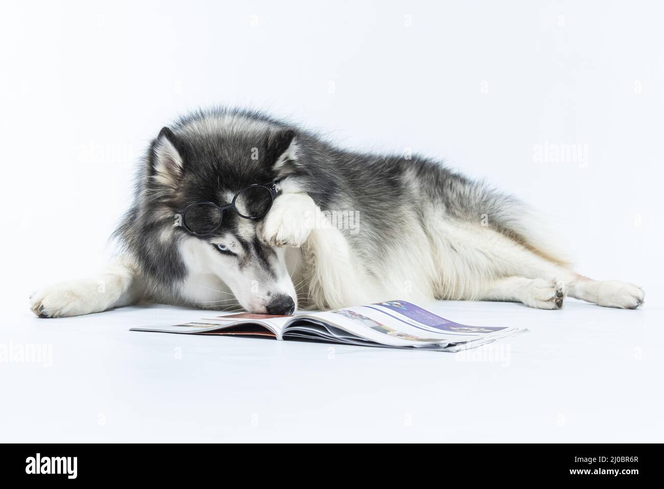 Adorable Siberian Husky with glasses reading a book on a white ...