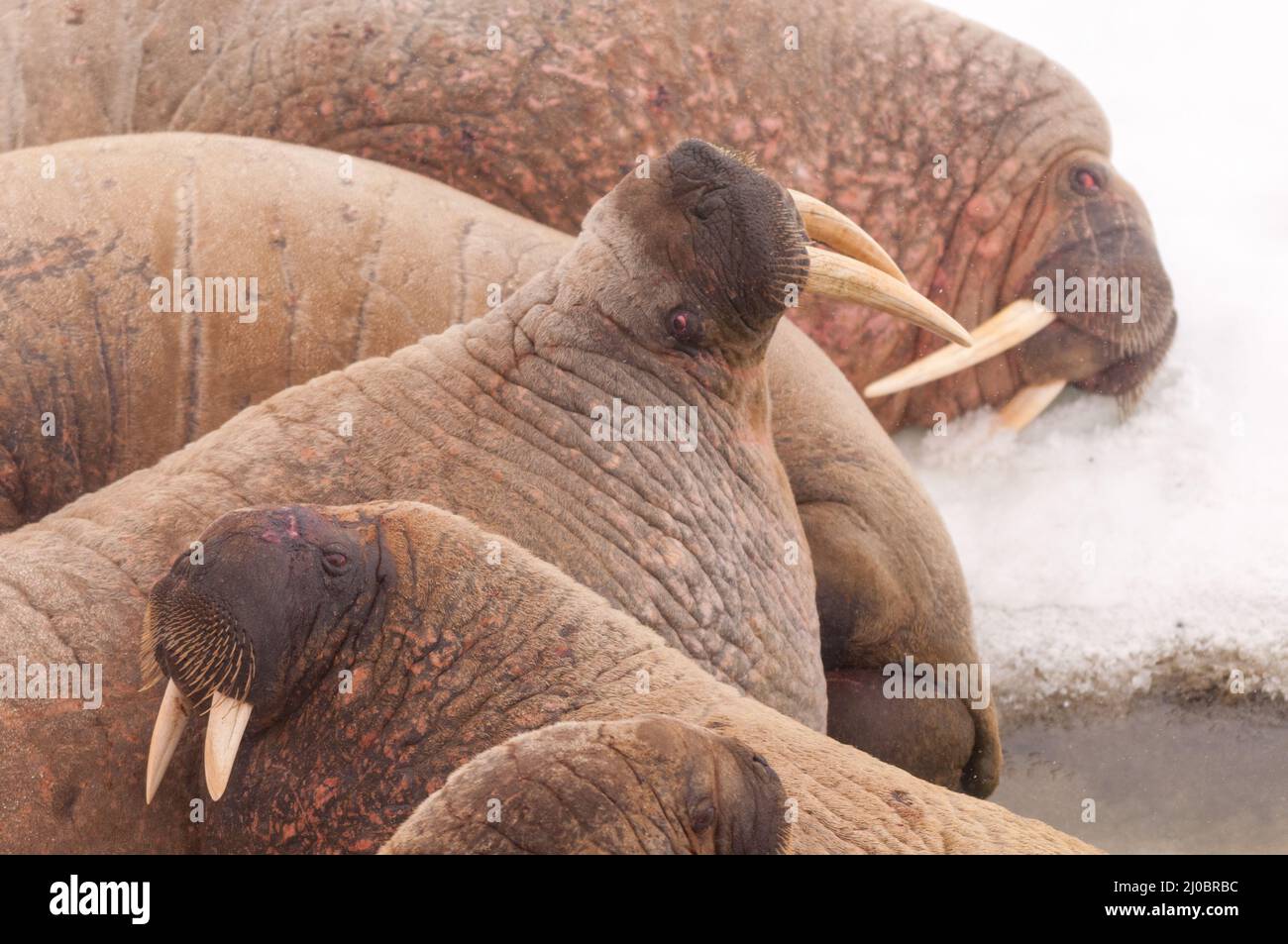 A group of walrus rest together on sea ice in Franz Josef Land, Russia ...