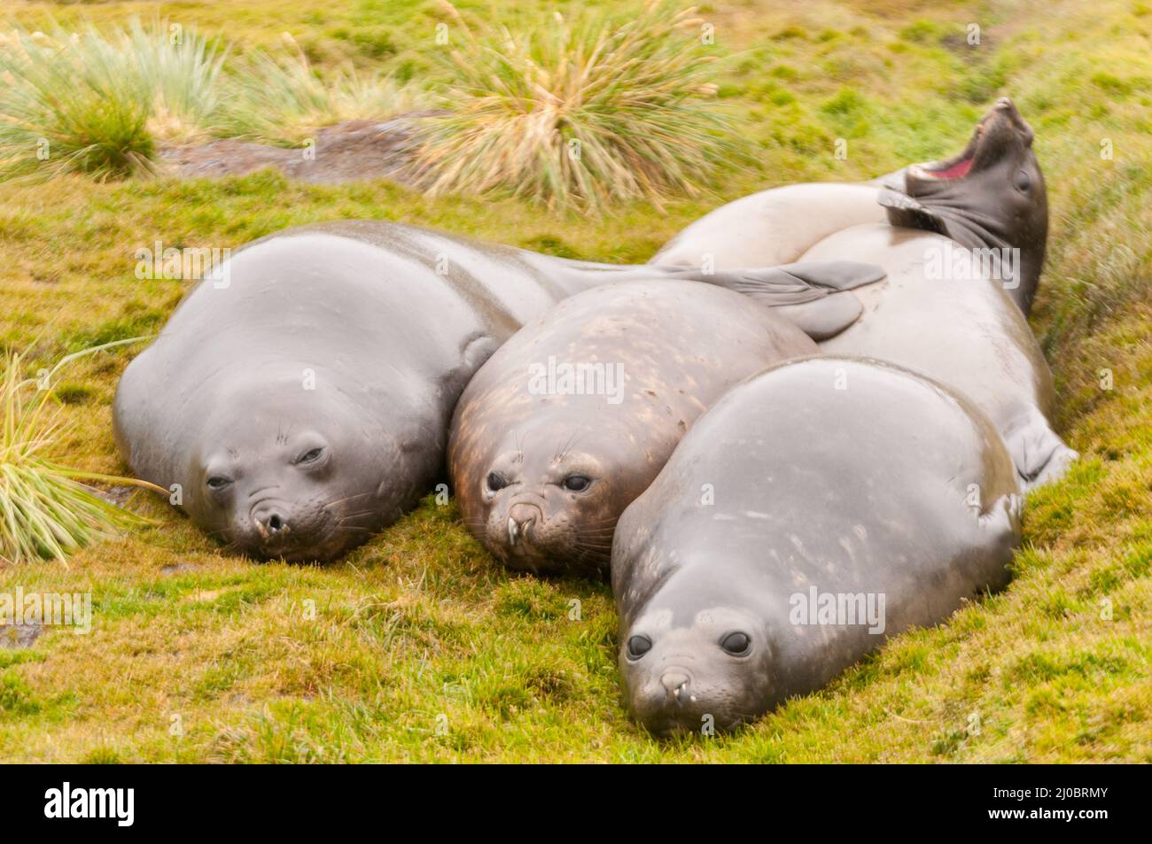 Five adolescent elephant seals huddle together Stock Photo - Alamy