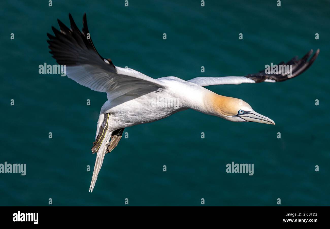 Gannets at Bempton Cliffs in Yorkshire Stock Photo - Alamy
