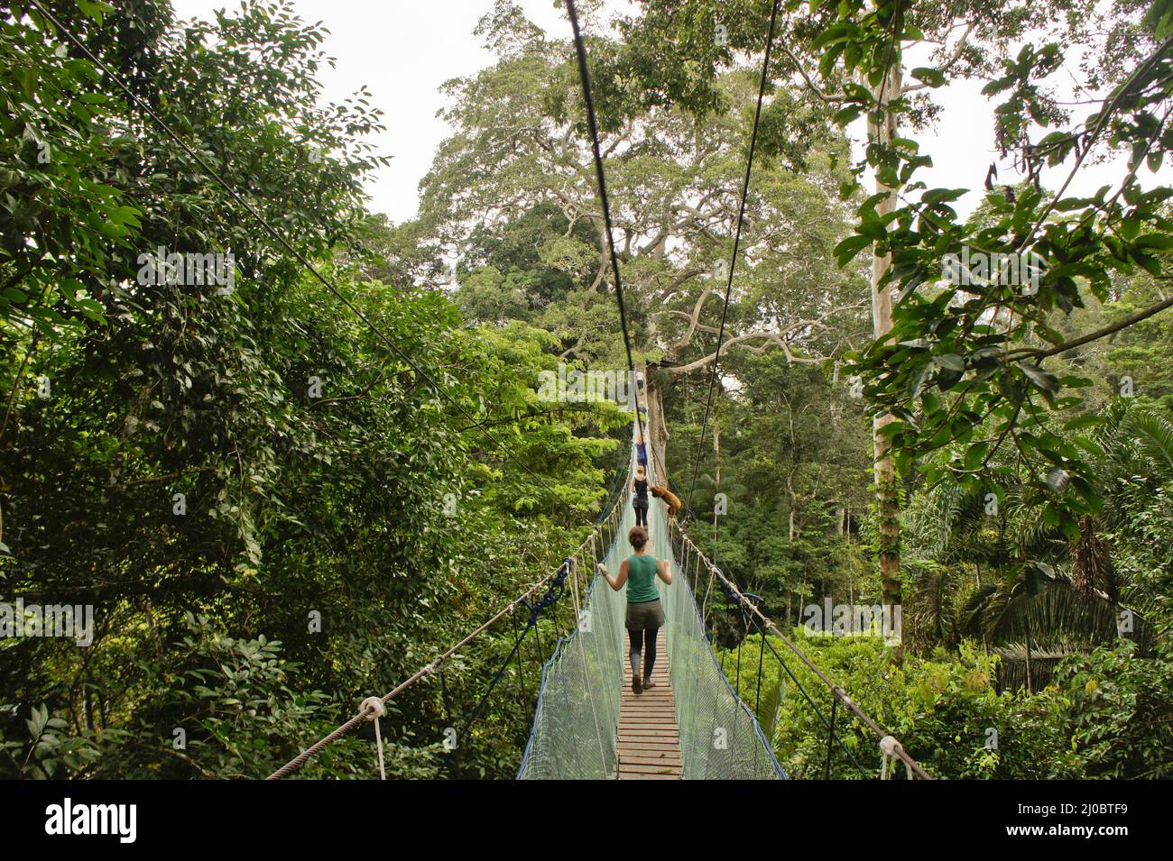 Amazon Basin, Peru, tambopata national park, tropic, group of tourists ...