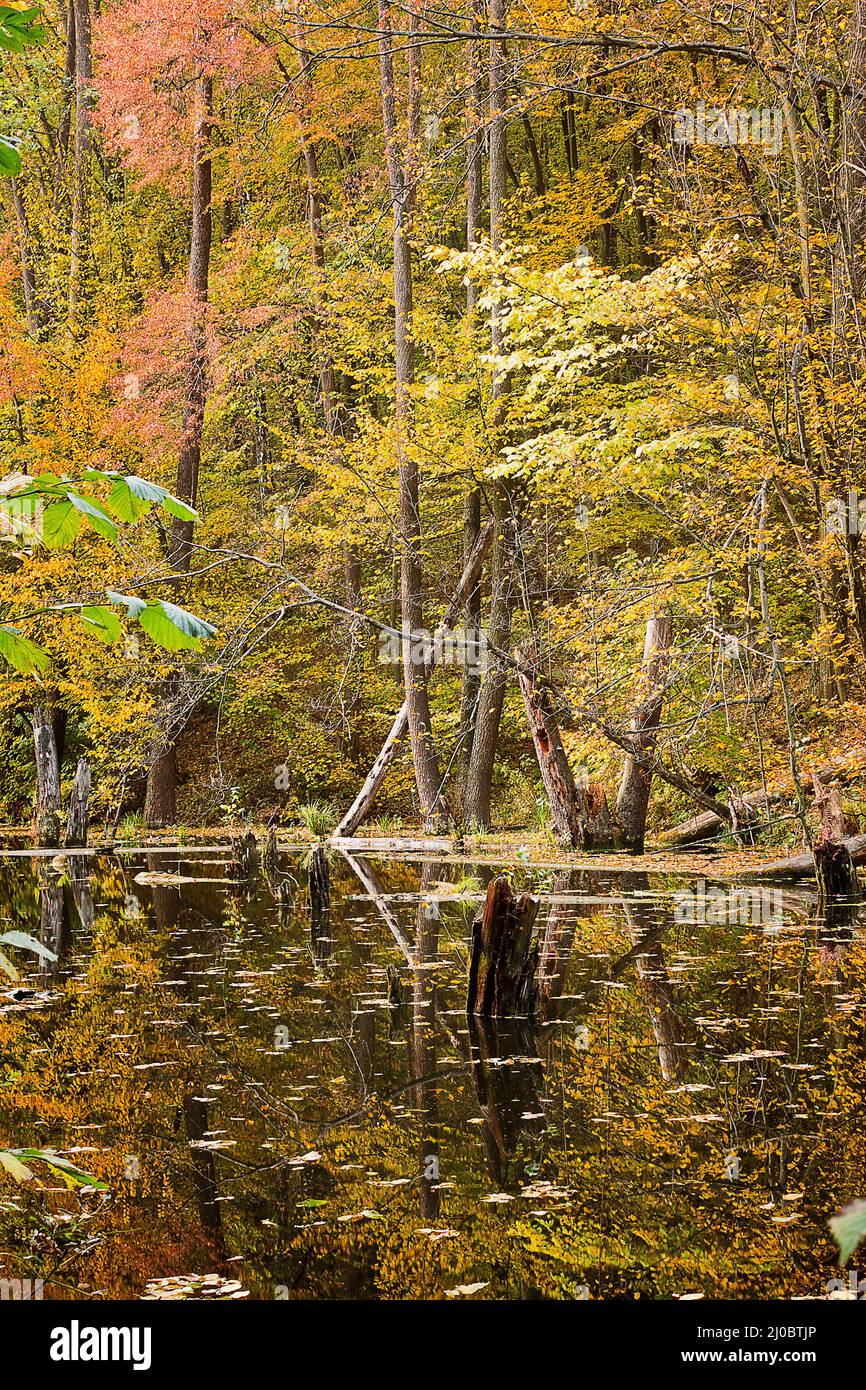 Autumn Lake in the forest with fallen trees in the water Stock Photo ...