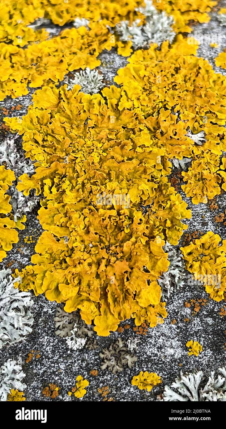 Close-up yellow moss on grey stone, vertical orientation, top view ...