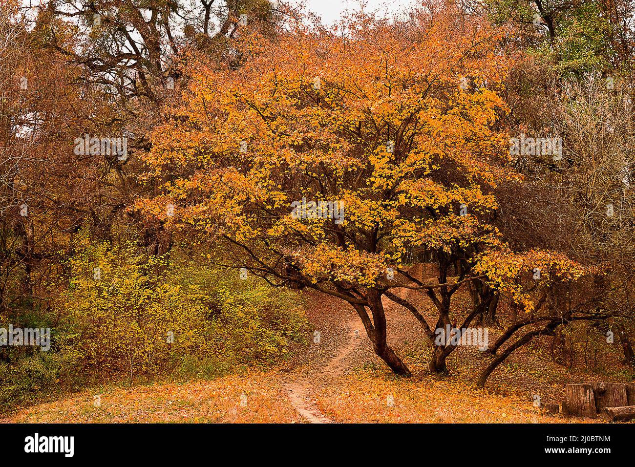 Autumn landscape. spreading tree with yellow autumn leaves in the ...