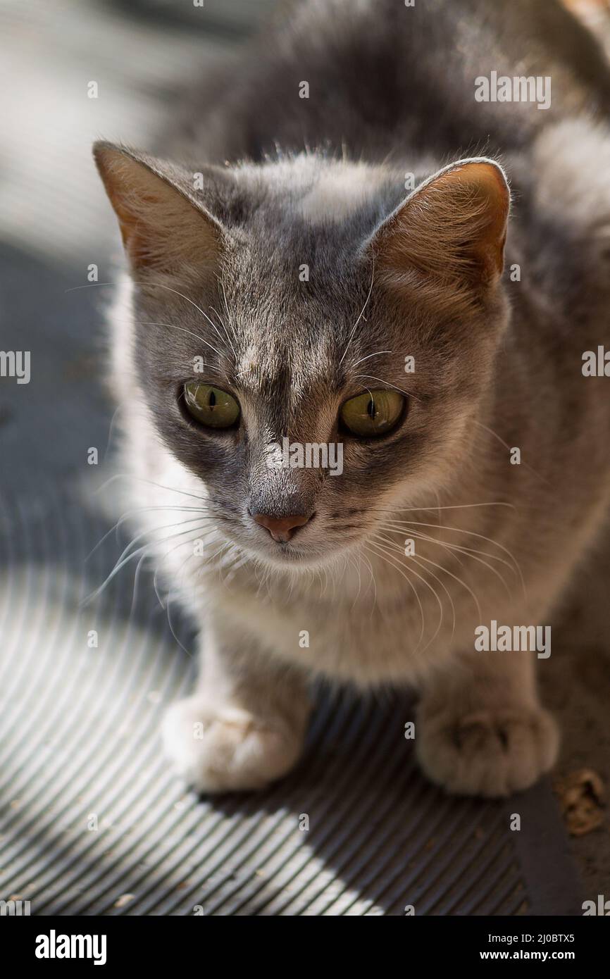Closeup of gray cat hi-res stock photography and images - Alamy
