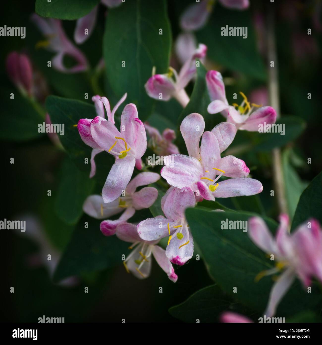 Pink Honeysuckle Tree