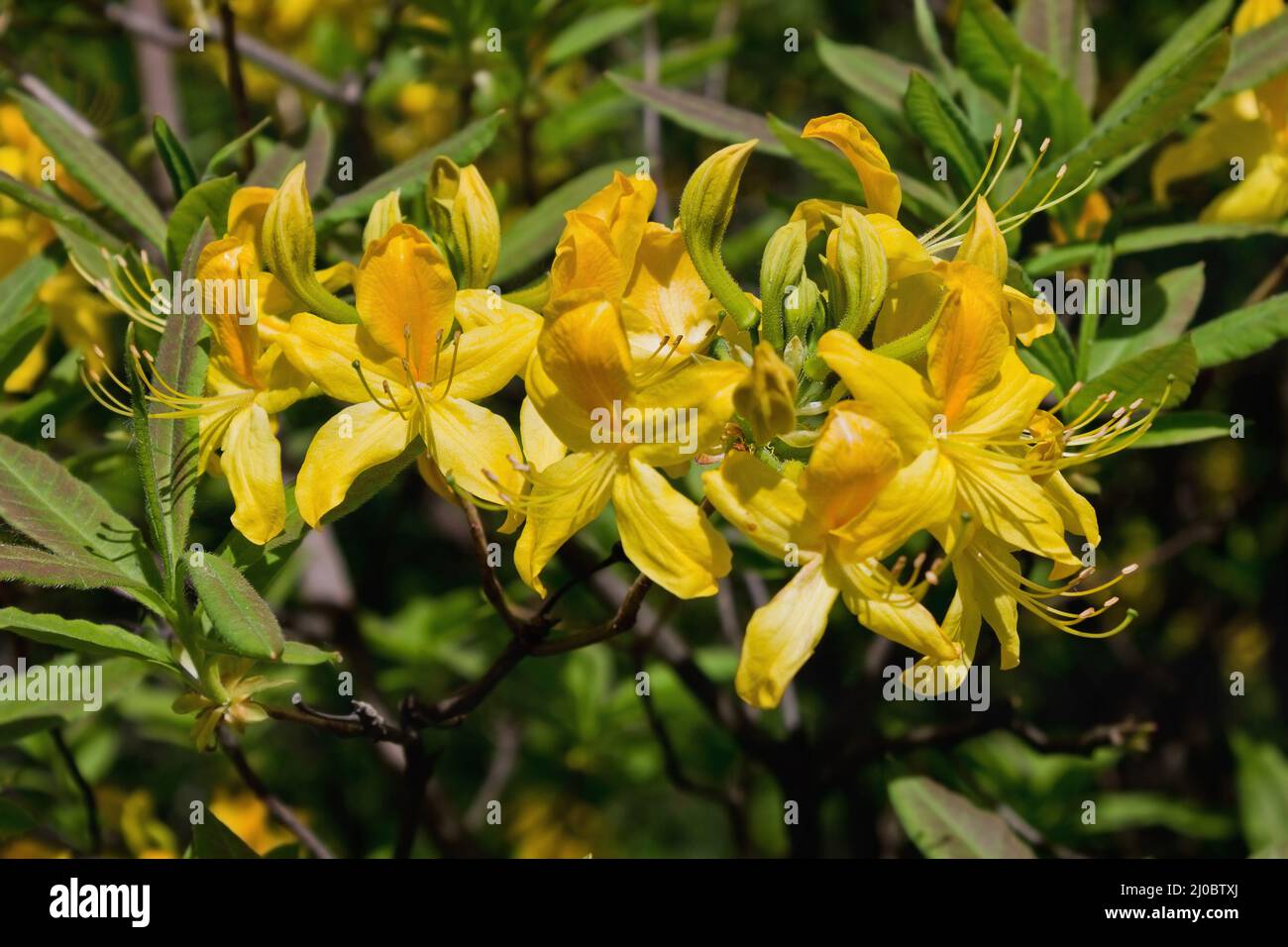 Yellow flowers on a rhododendron bush closeup Stock Photo - Alamy