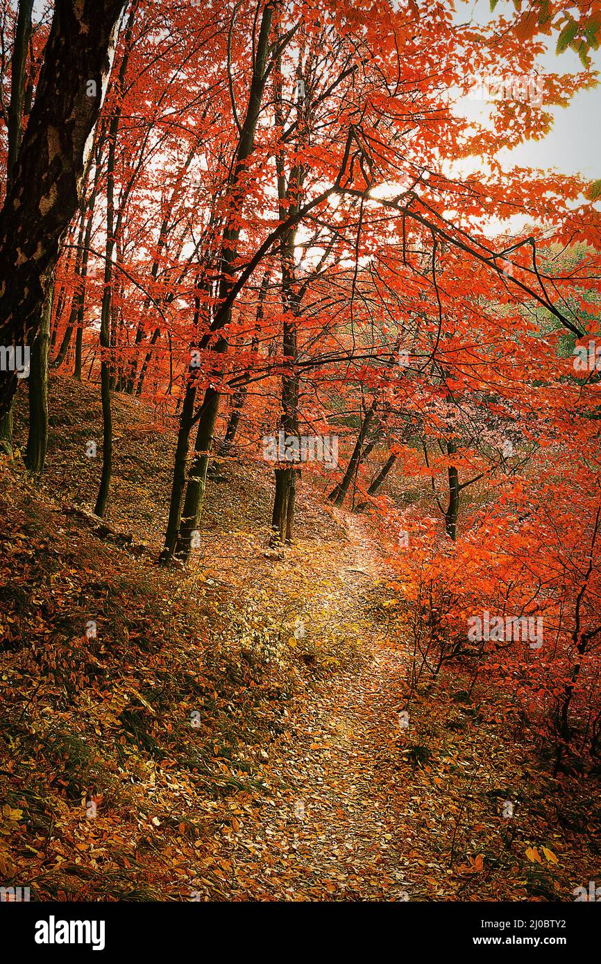 Trail in autumn deciduous forest with red trees Stock Photo - Alamy
