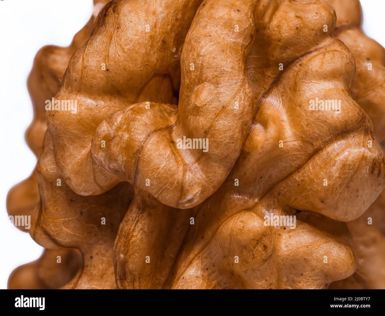 Walnut On A White Background. Nut kernel nut on a white background ...