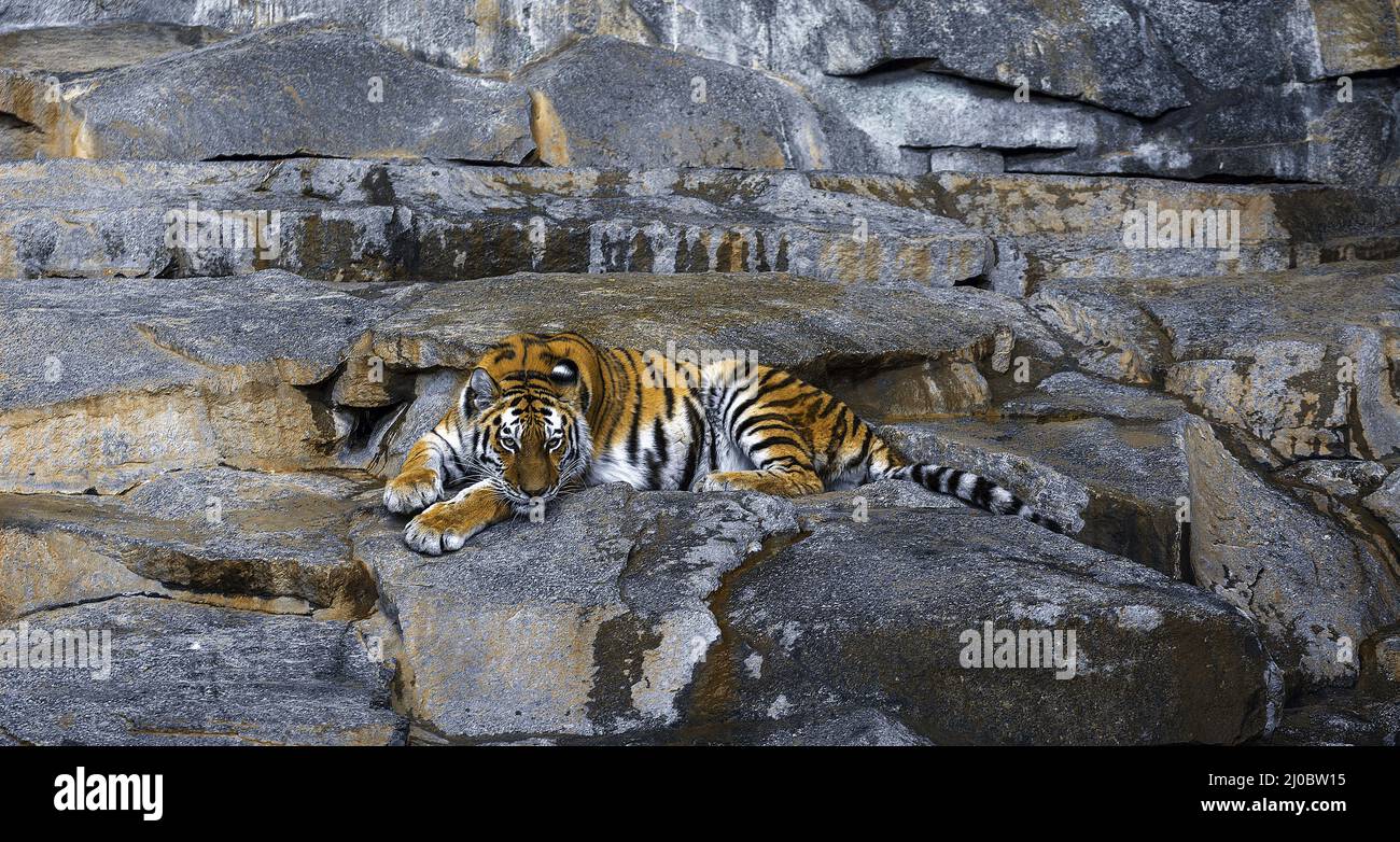 Pfoten tiger hi-res stock photography and images - Alamy
