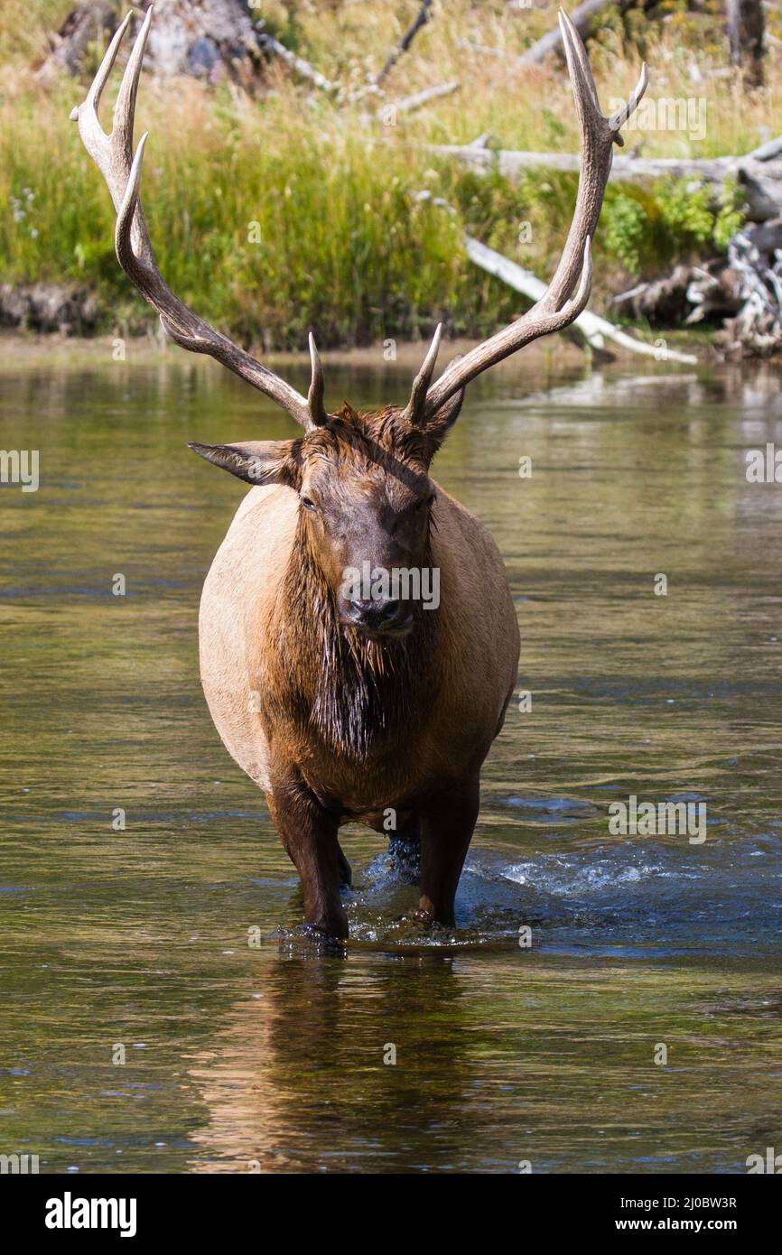 Elk rump hi-res stock photography and images - Alamy