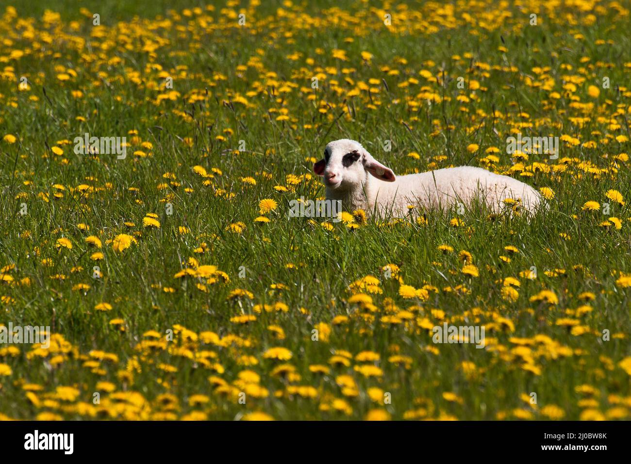 Lamb on a blooming meadow Stock Photo - Alamy