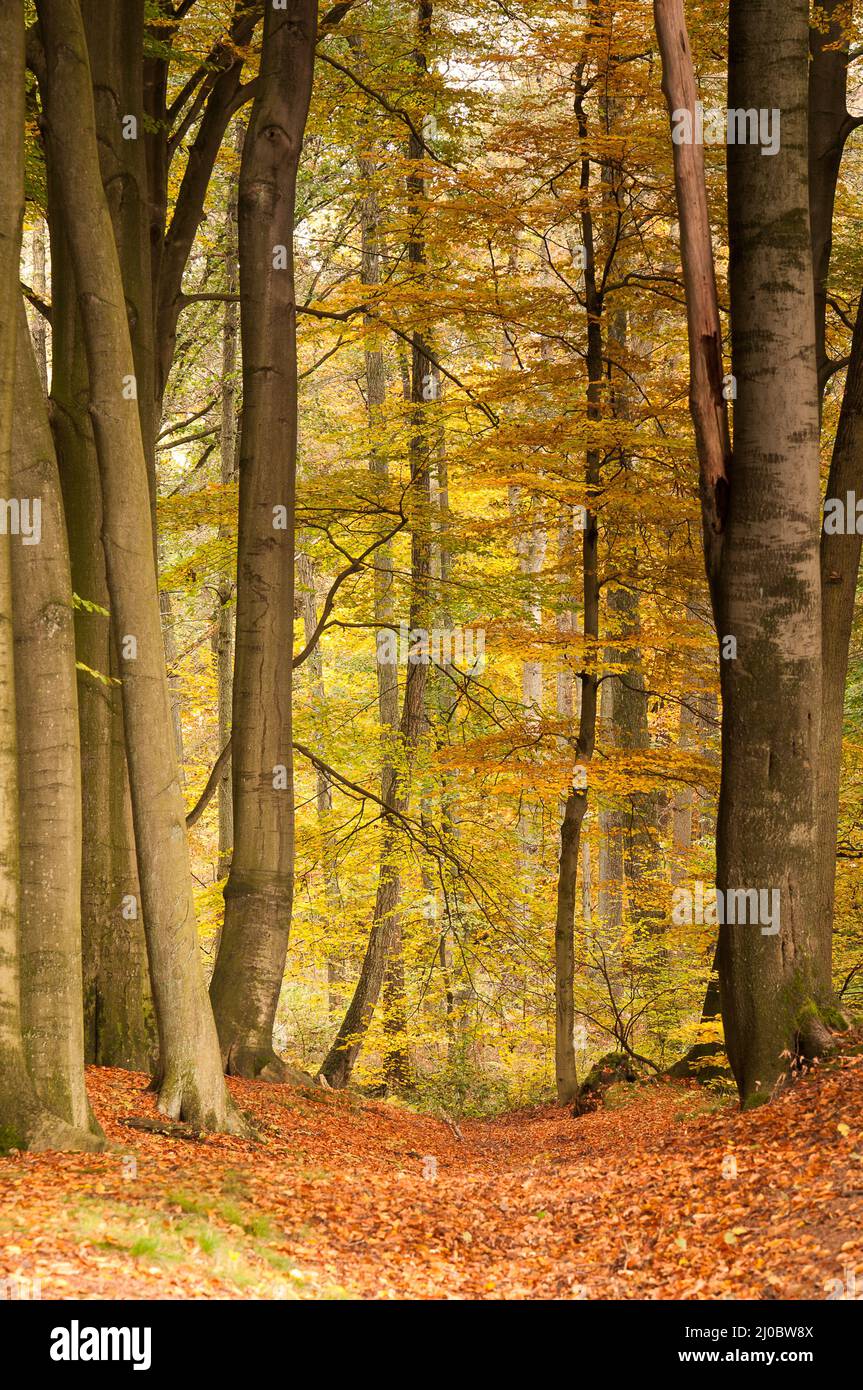 Beech colorful hi-res stock photography and images - Alamy