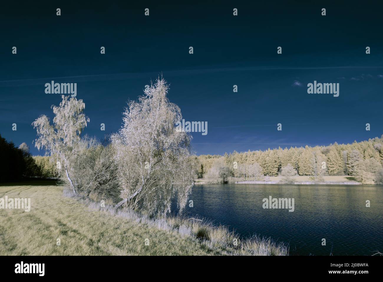 Infrared 720nm landscape with glowing white vegetation, surreal ...