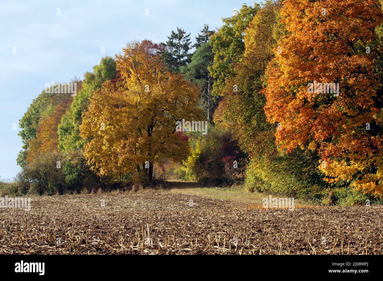 Autumnal beech forest, Swabian jura, Germany Stock Photo - Alamy