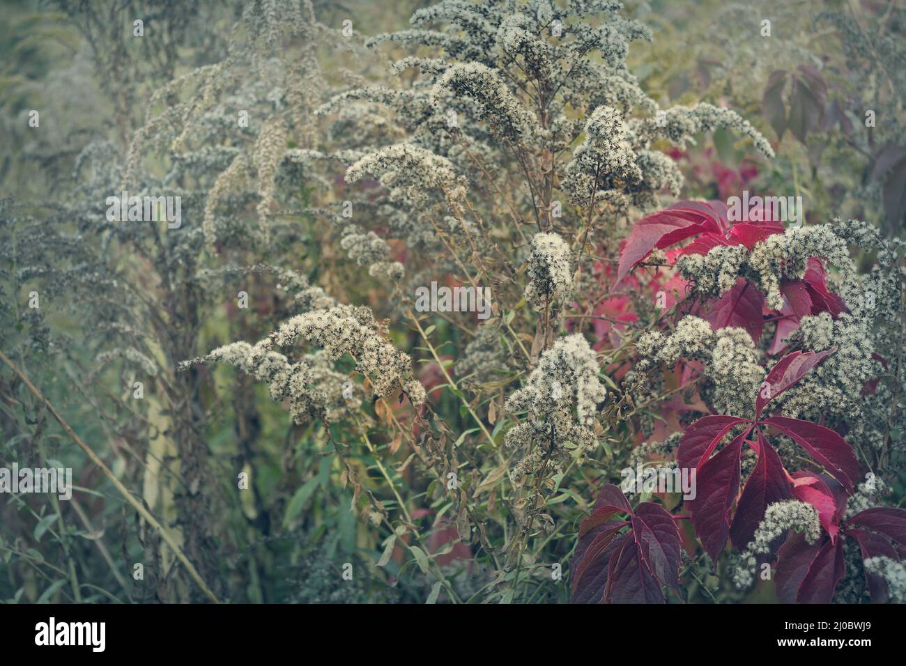 Withering grass hi-res stock photography and images - Alamy