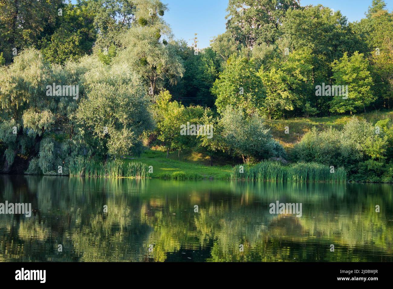 Summer lake with meadow and trees on the shore Stock Photo - Alamy