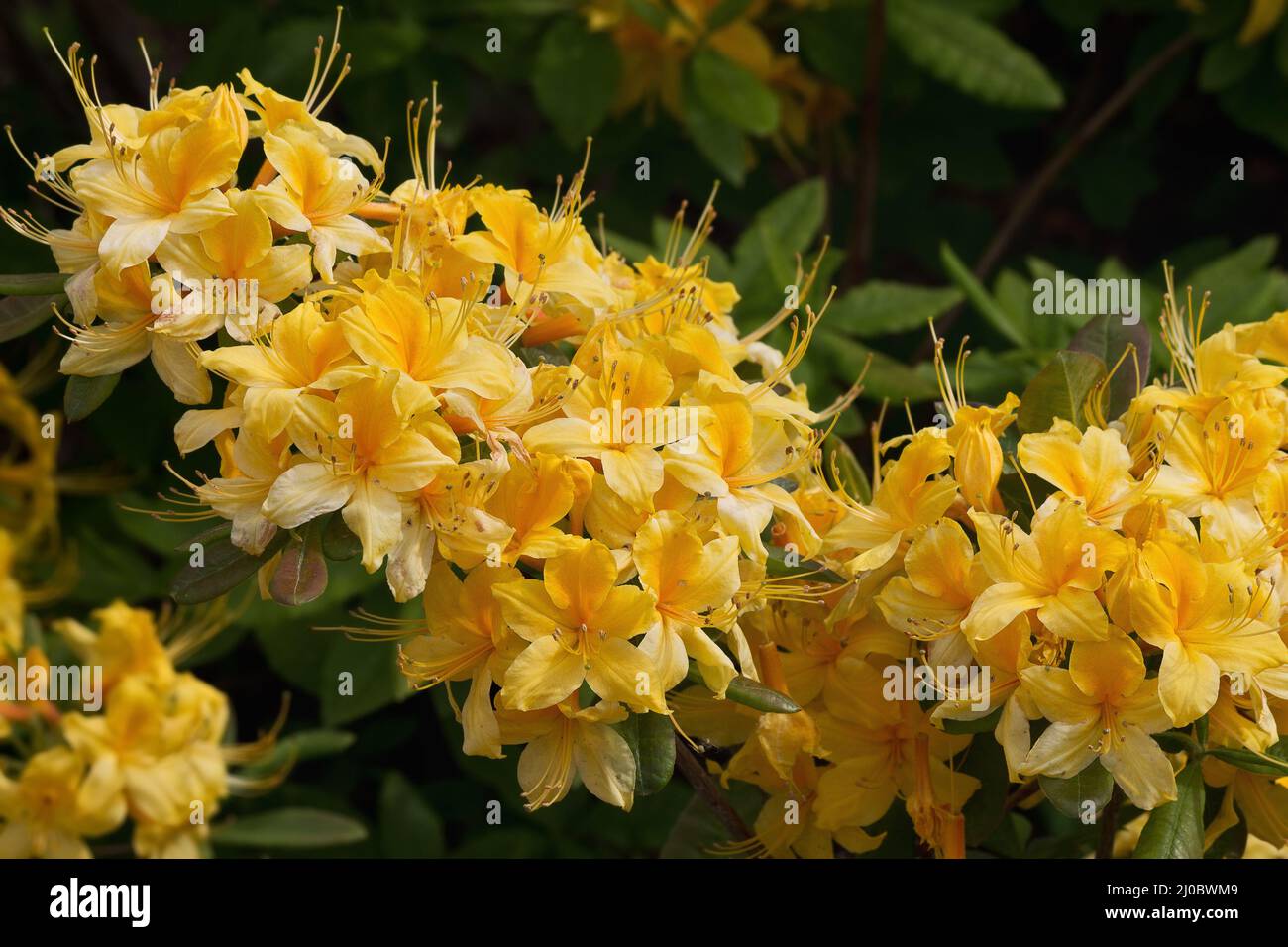 Yellow flowering bush Rhododendron closeup Stock Photo - Alamy