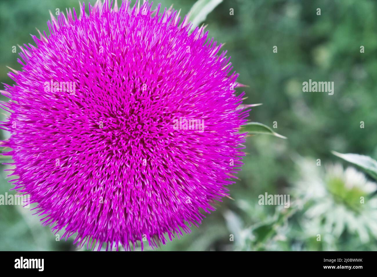 Large thistle hi-res stock photography and images - Alamy