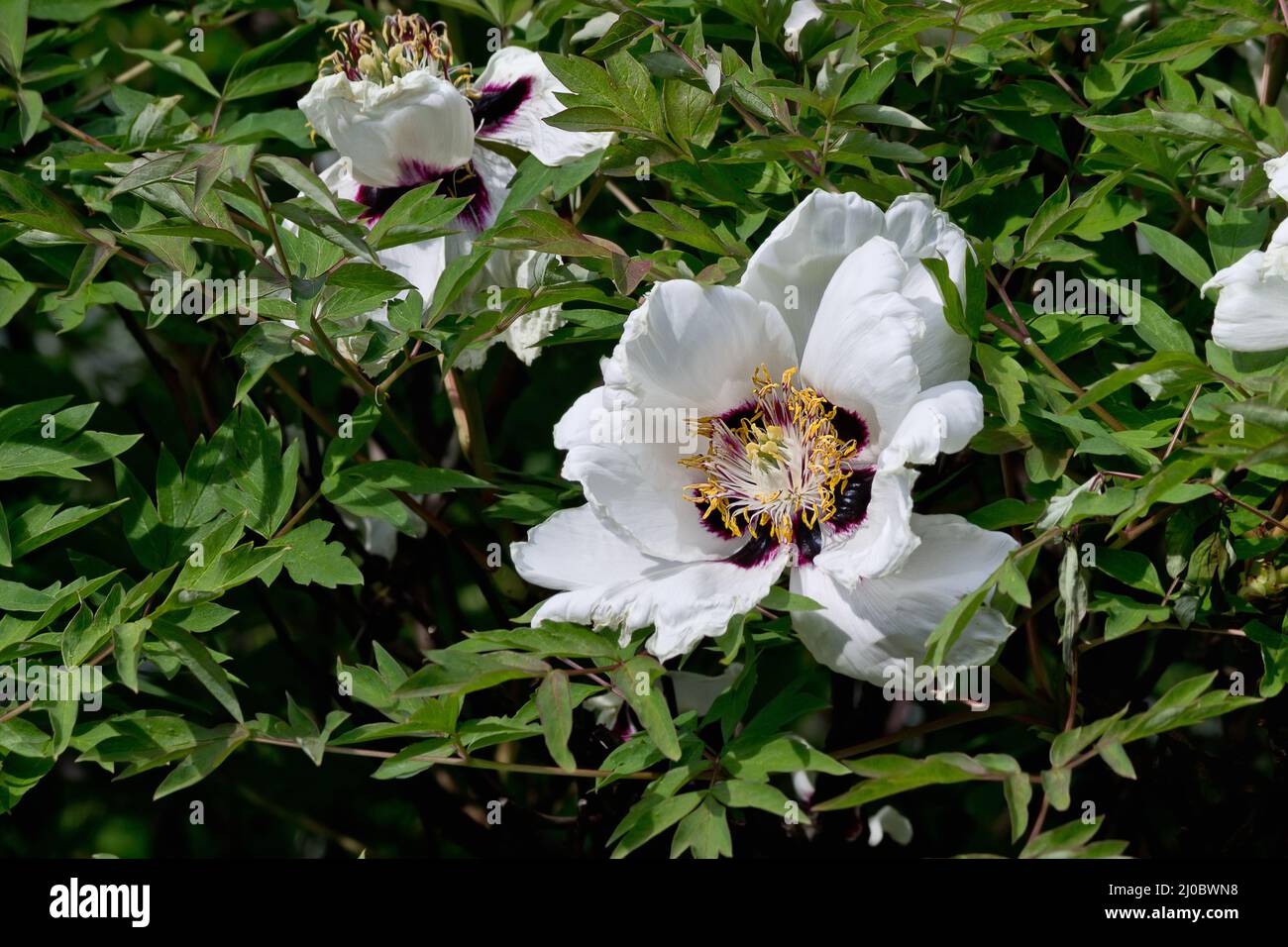 White tree peony flowering hi-res stock photography and images - Alamy