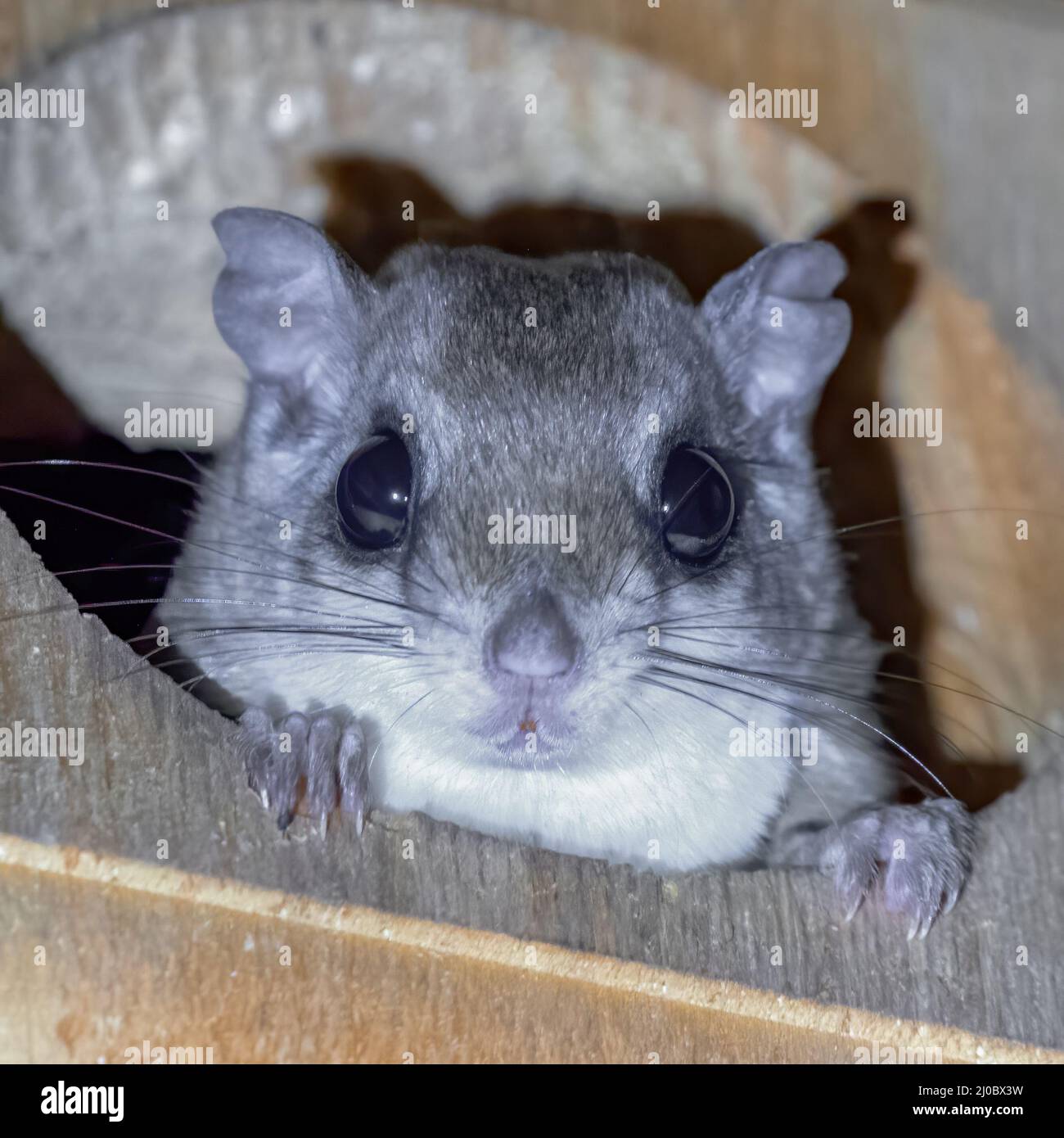 Flying squirrel southern hi-res stock photography and images - Alamy