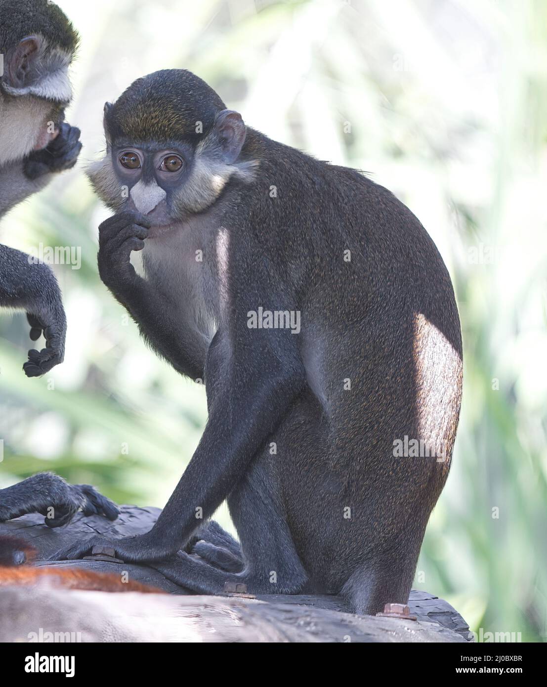 Guenon hi-res stock photography and images - Alamy