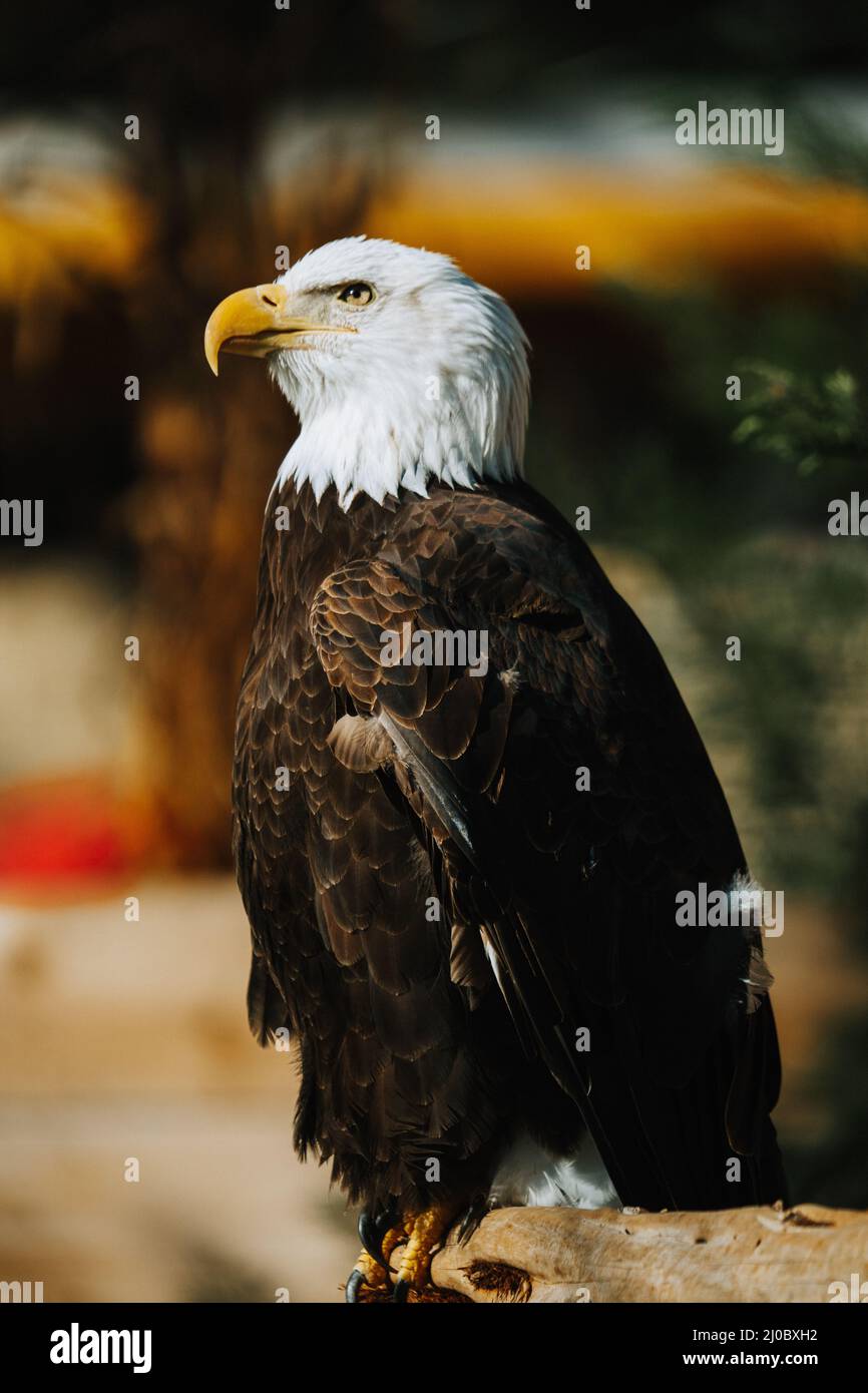 Vertical shot of a bald eagle on the blurry background Stock Photo - Alamy