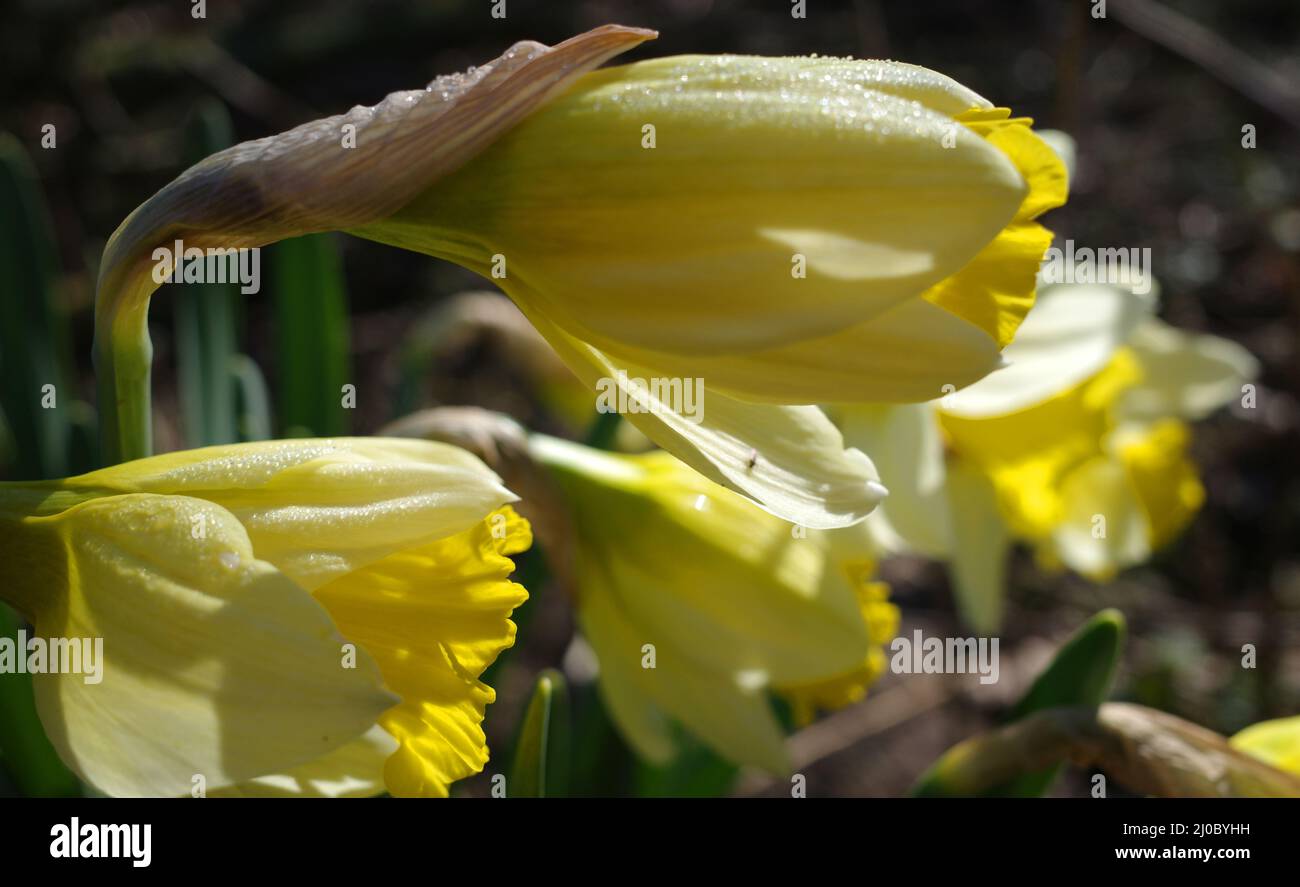 Half closed daffodil hi-res stock photography and images - Alamy